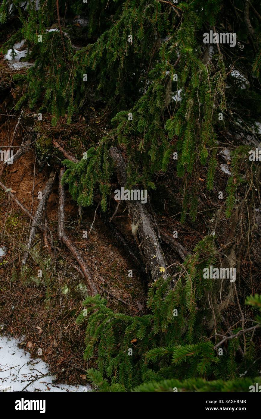 Spring forest. Landscapes of taiga trees by the lake. Trees broken by a ...