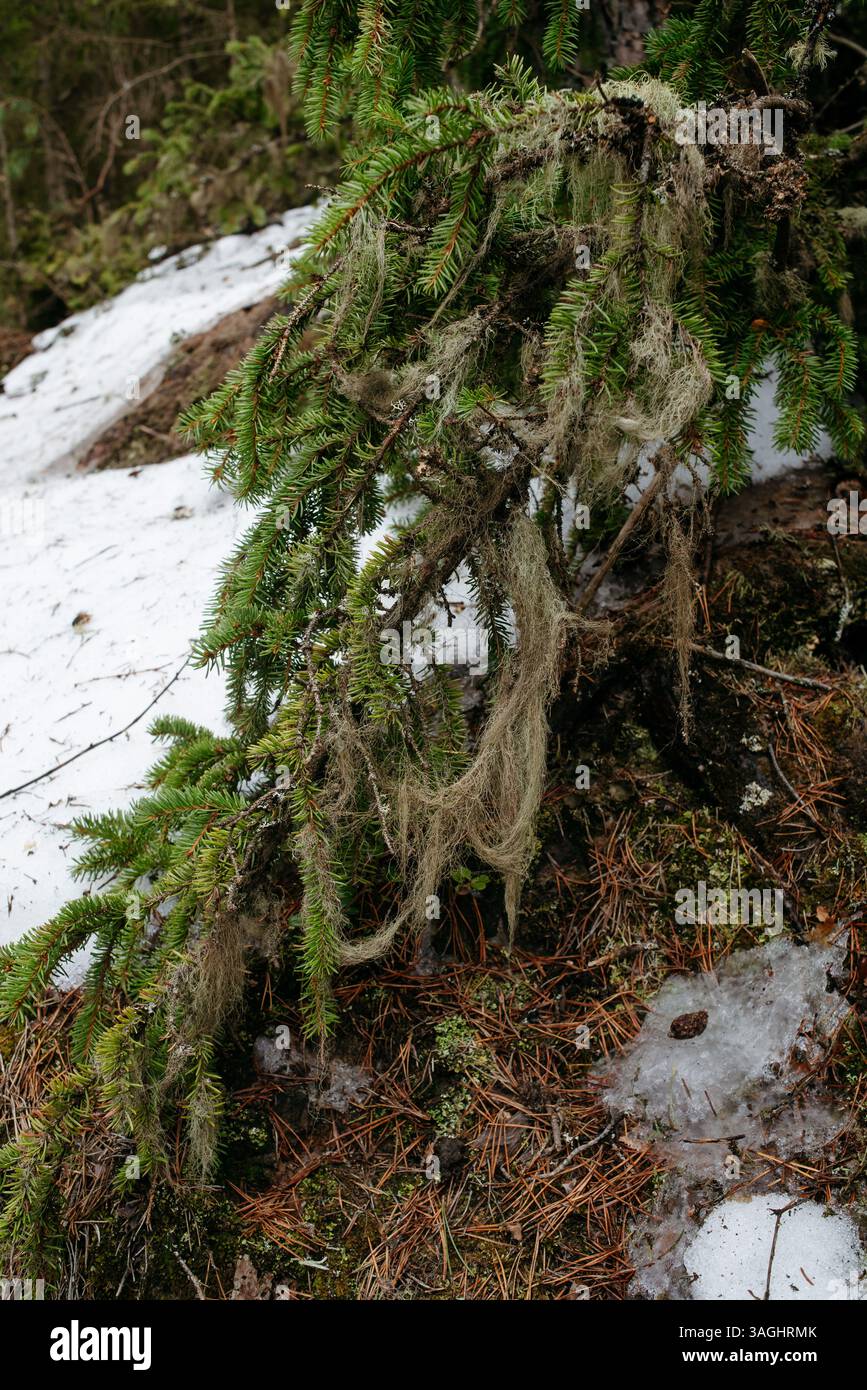 Moss and lichen in close-up on the branches of a fallen spruce Stock ...