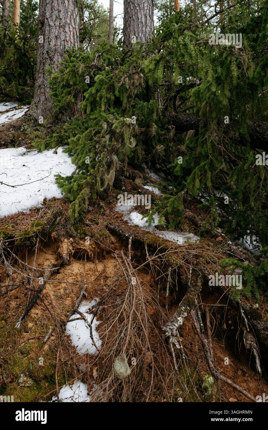 Spring forest. Landscapes of taiga trees by the lake. Trees broken by a ...