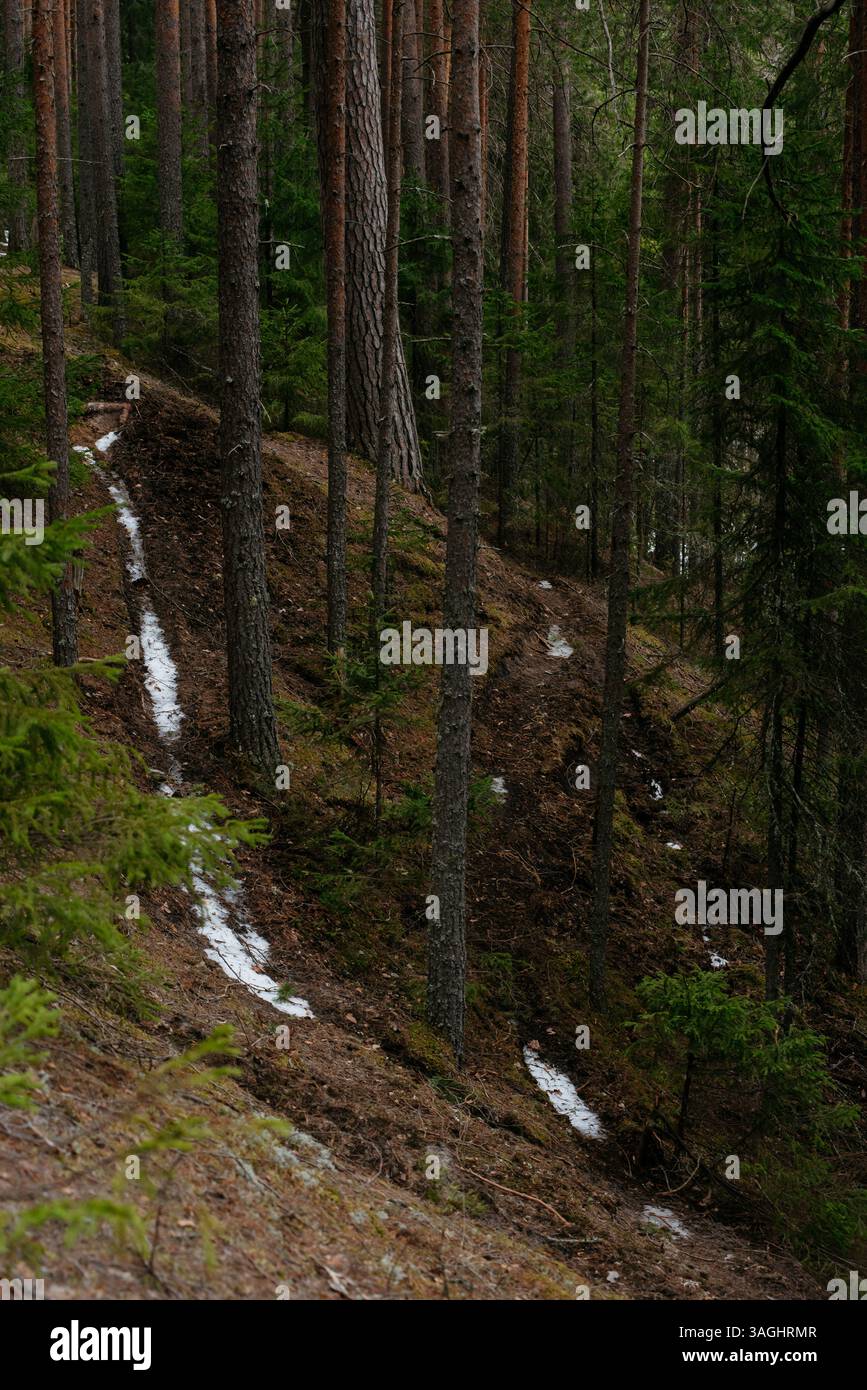 Spring forest. Landscapes of taiga trees by the lake Stock Photo - Alamy