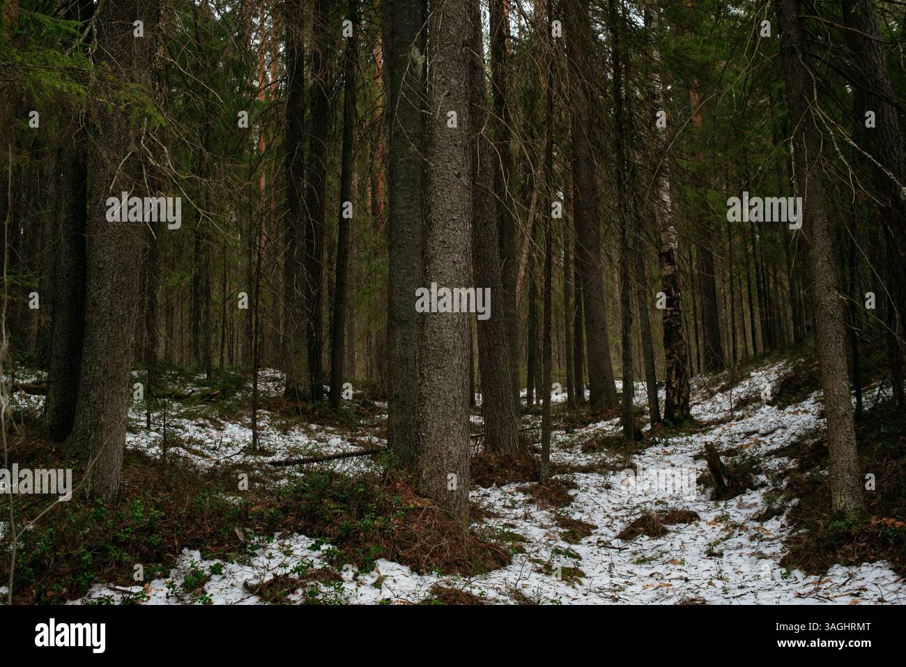 Spring forest. Landscapes of taiga trees by the lake Stock Photo - Alamy