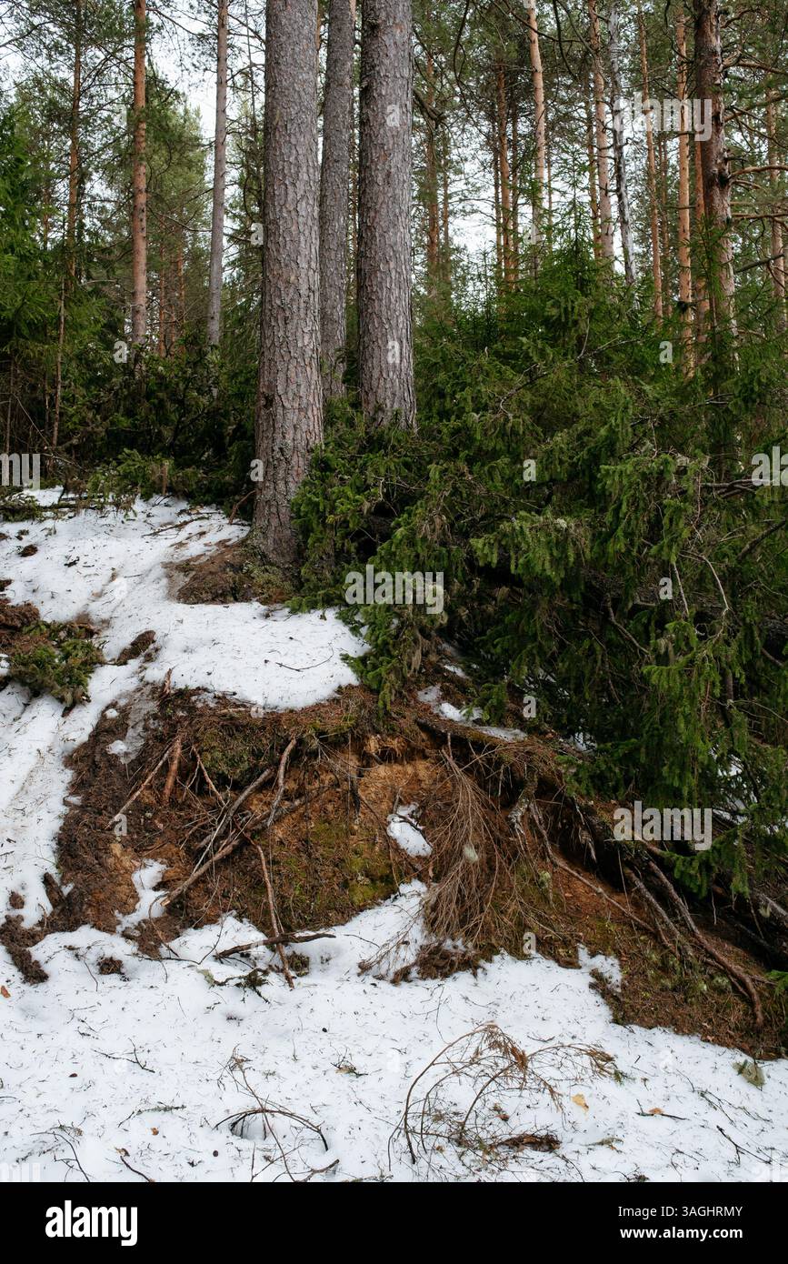 Spring forest. Landscapes of taiga trees by the lake. Trees broken by a ...