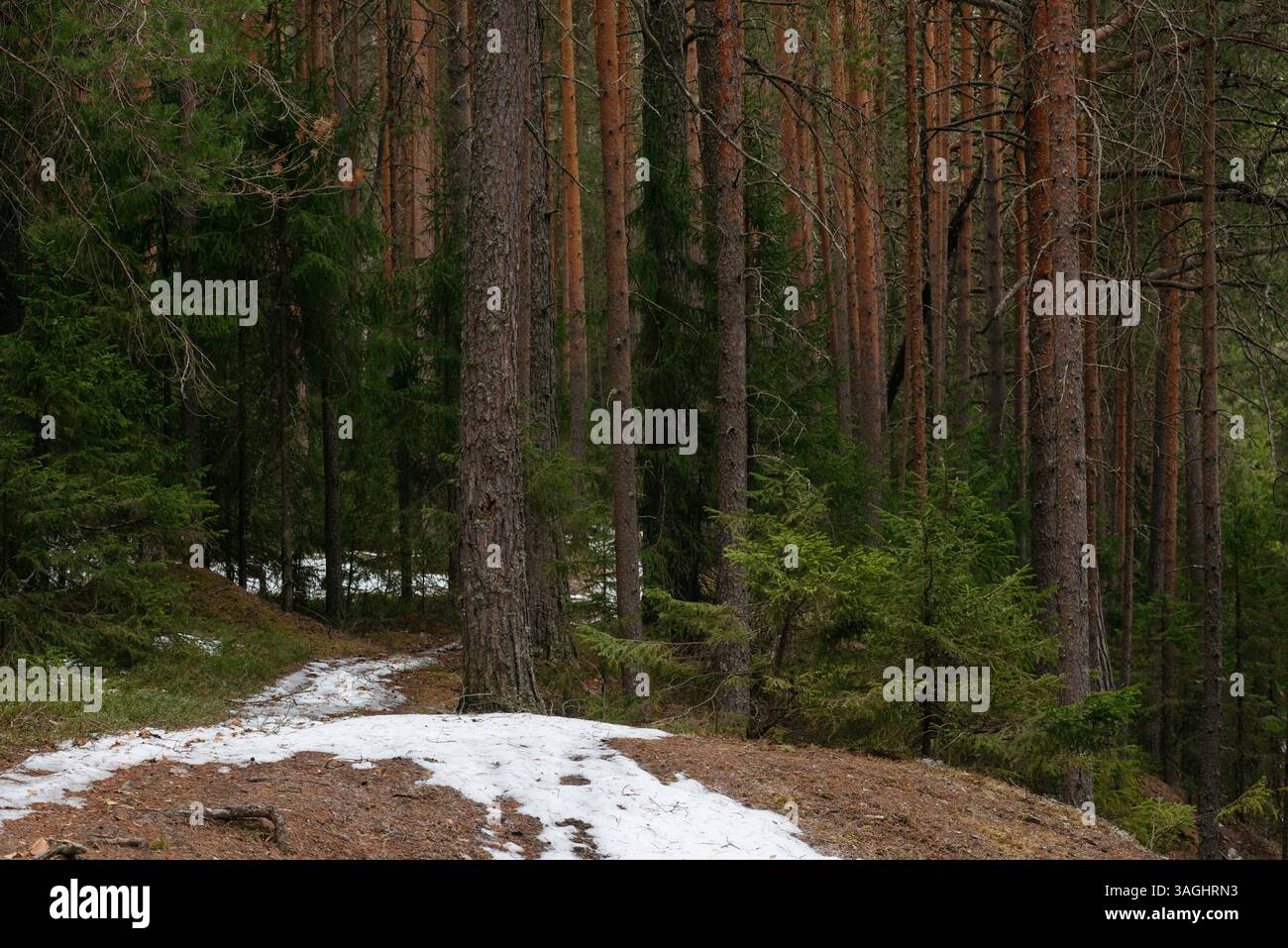 Spring forest. Landscapes of taiga trees by the lake Stock Photo - Alamy