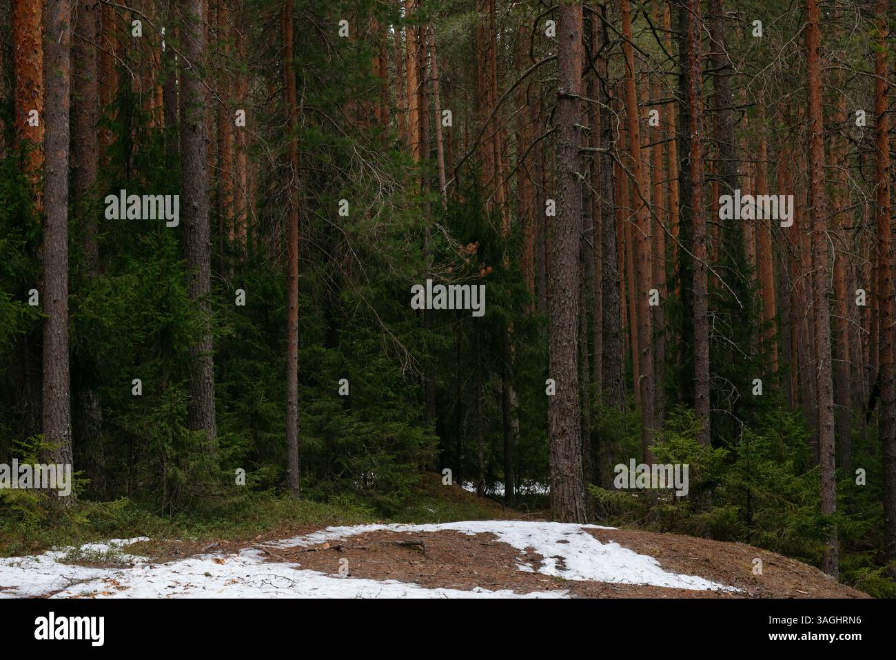 Spring forest. Landscapes of taiga trees by the lake Stock Photo - Alamy