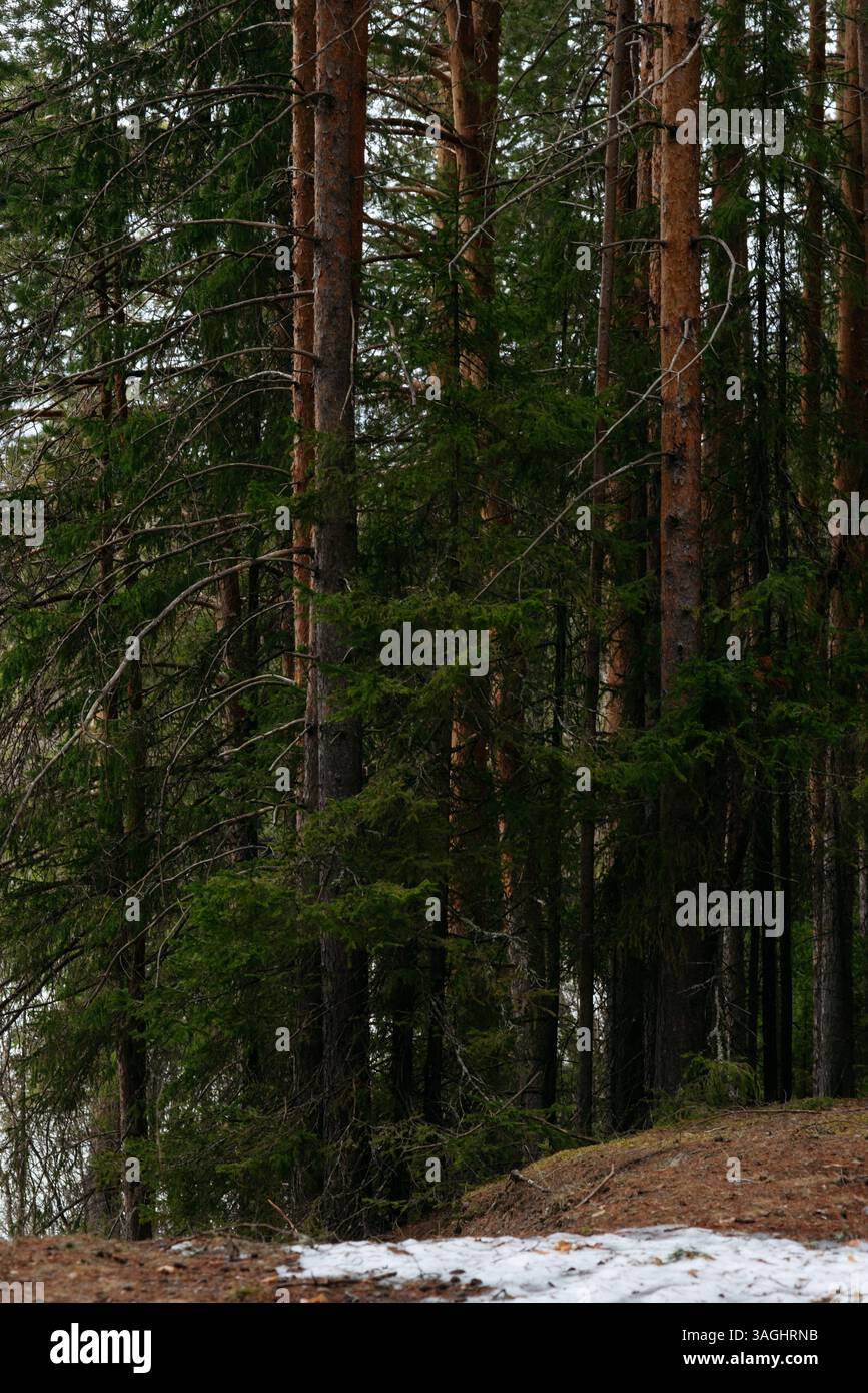 Spring forest. Landscapes of taiga trees by the lake Stock Photo - Alamy
