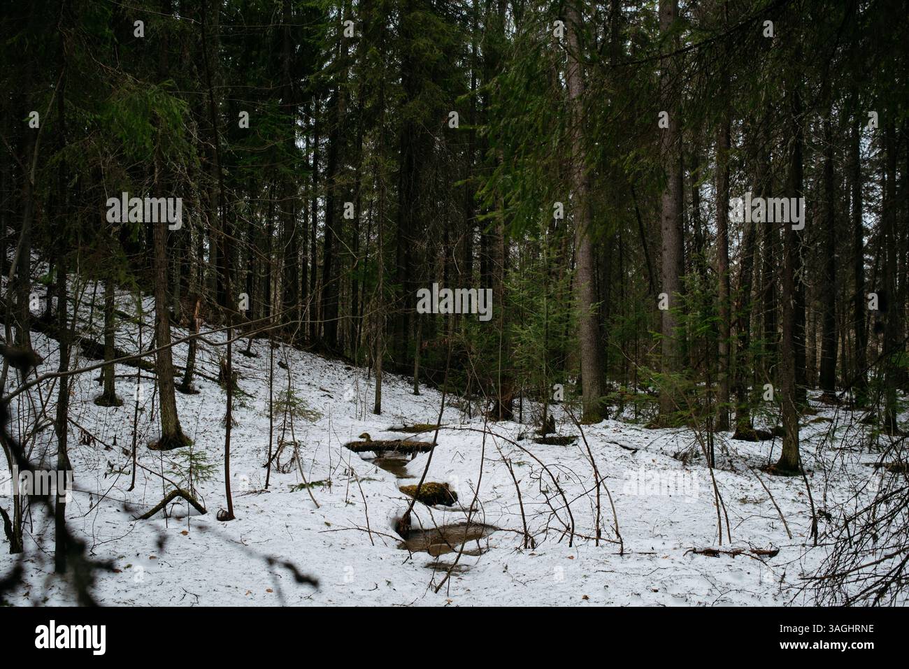 Spring forest. Landscapes of taiga trees by the lake Stock Photo - Alamy
