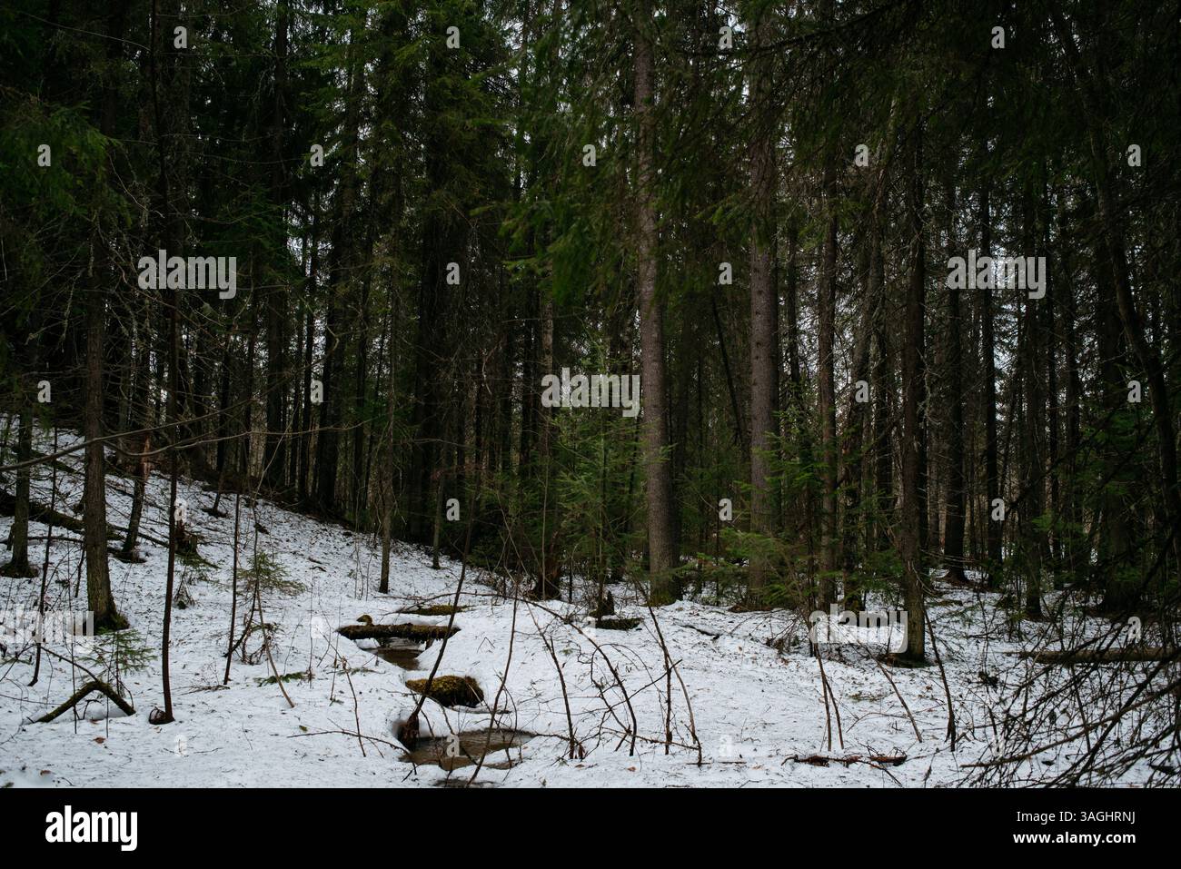 Spring forest. Landscapes of taiga trees by the lake Stock Photo - Alamy