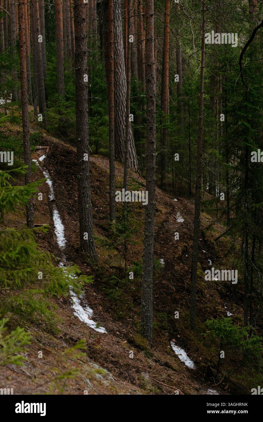 Spring forest. Landscapes of taiga trees by the lake Stock Photo - Alamy