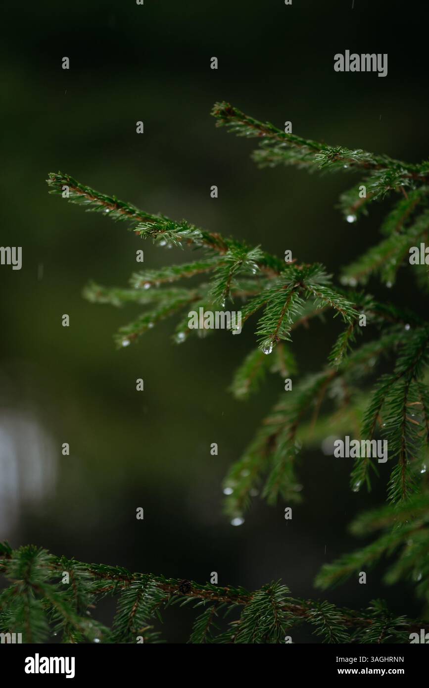 spring forest. Landscapes of taiga trees by the lake Stock Photo - Alamy