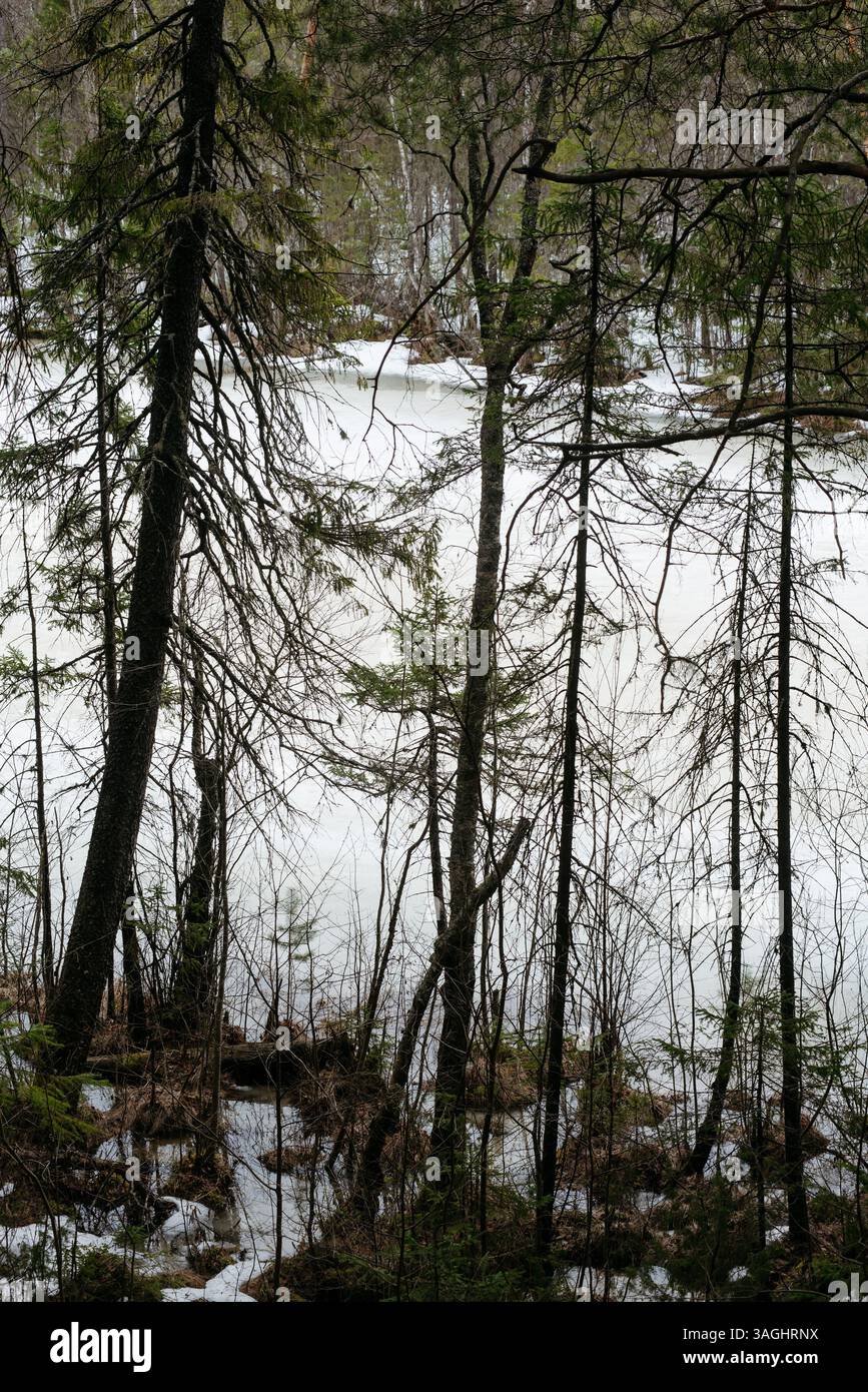 Spring forest. Landscapes of taiga trees by the lake Stock Photo - Alamy