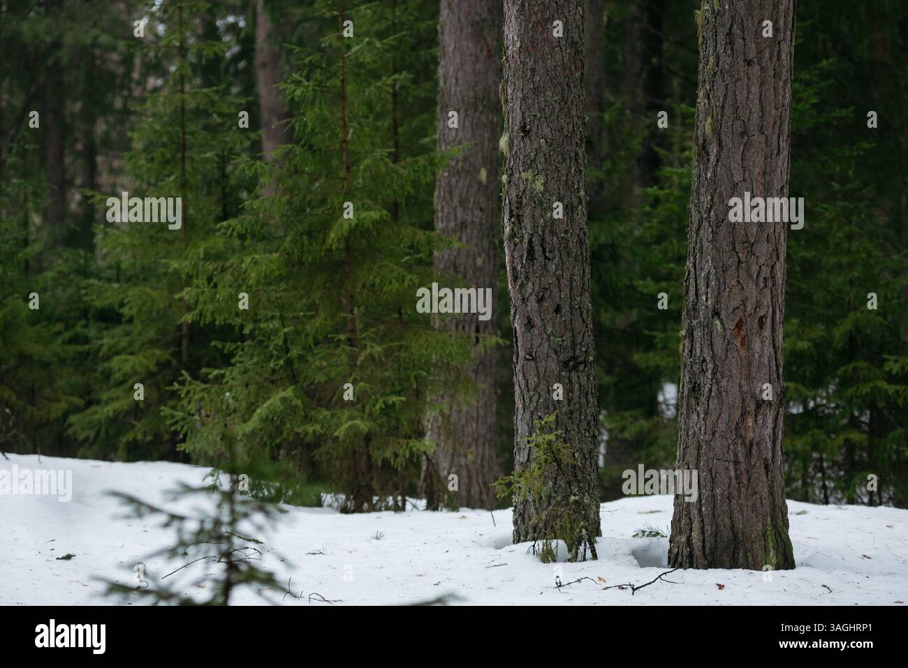 spring forest. Landscapes of taiga trees by the lake Stock Photo - Alamy
