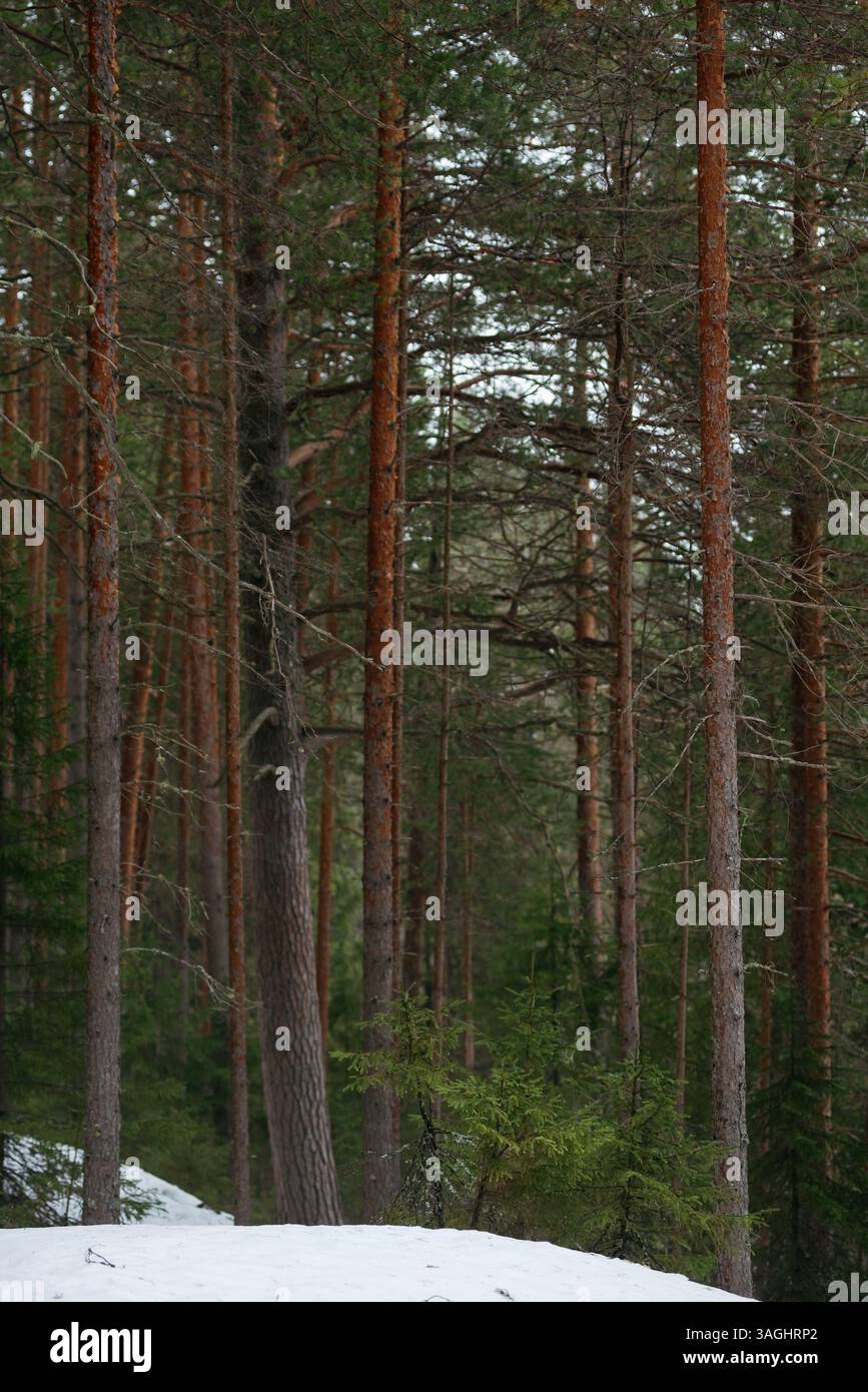 spring forest. Landscapes of taiga trees by the lake Stock Photo - Alamy