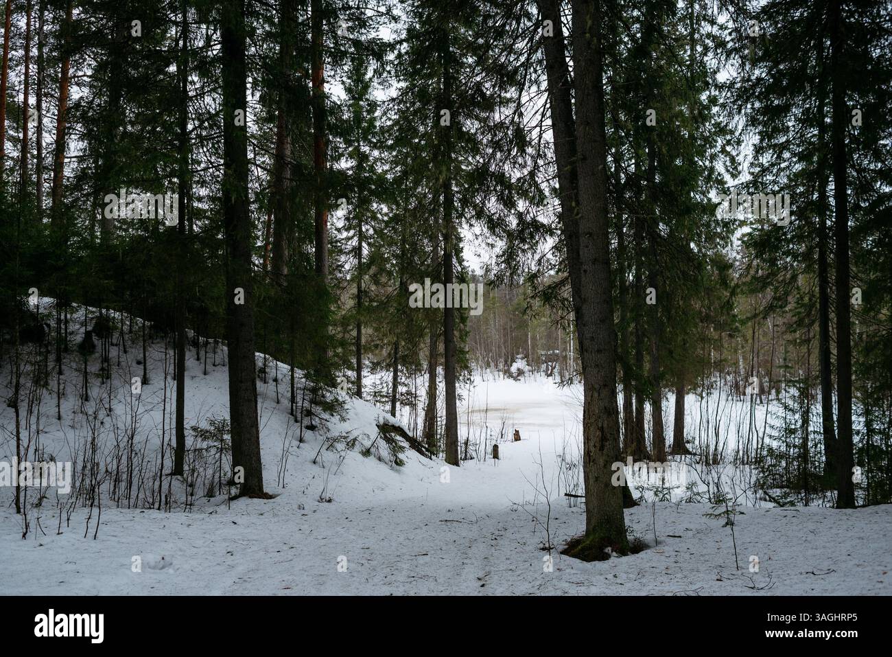 spring forest. Landscapes of taiga trees by the lake Stock Photo - Alamy