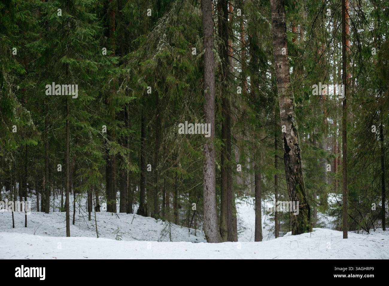 spring forest. Landscapes of taiga trees by the lake Stock Photo - Alamy