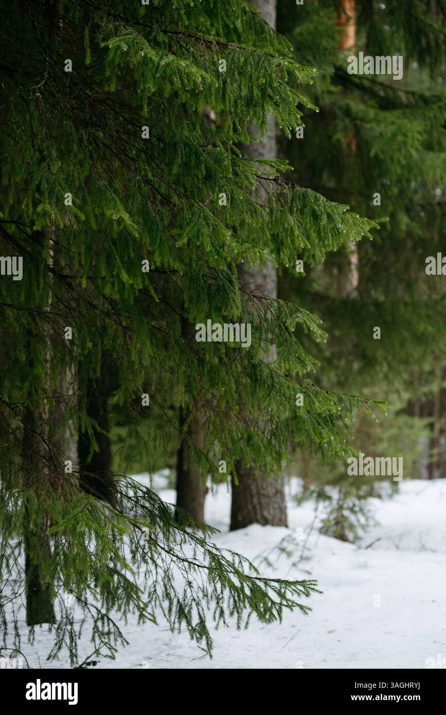 spring forest. Landscapes of taiga trees by the lake Stock Photo - Alamy