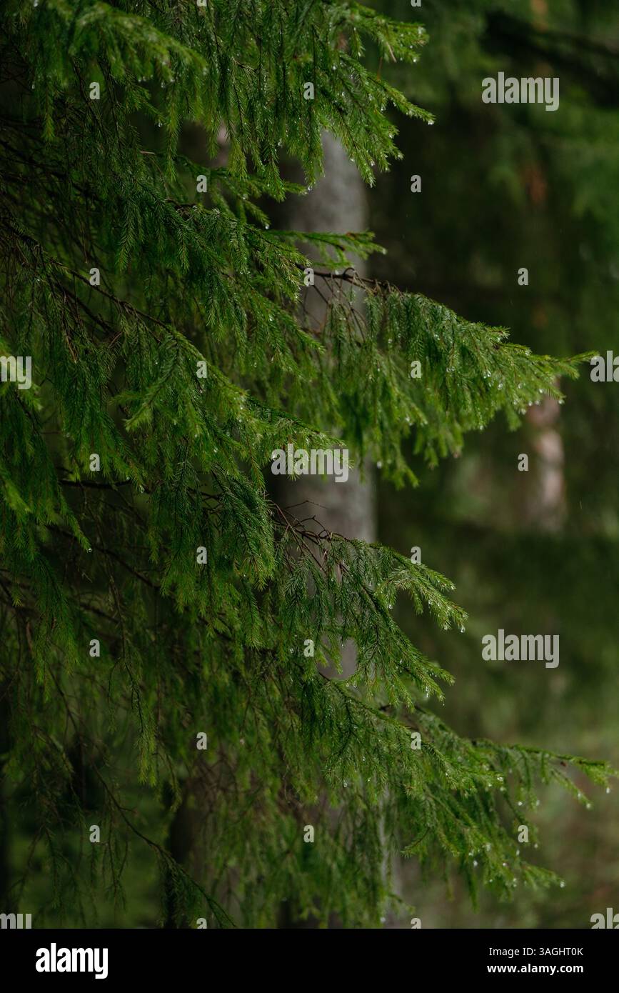 spring forest. Landscapes of taiga trees by the lake Stock Photo - Alamy