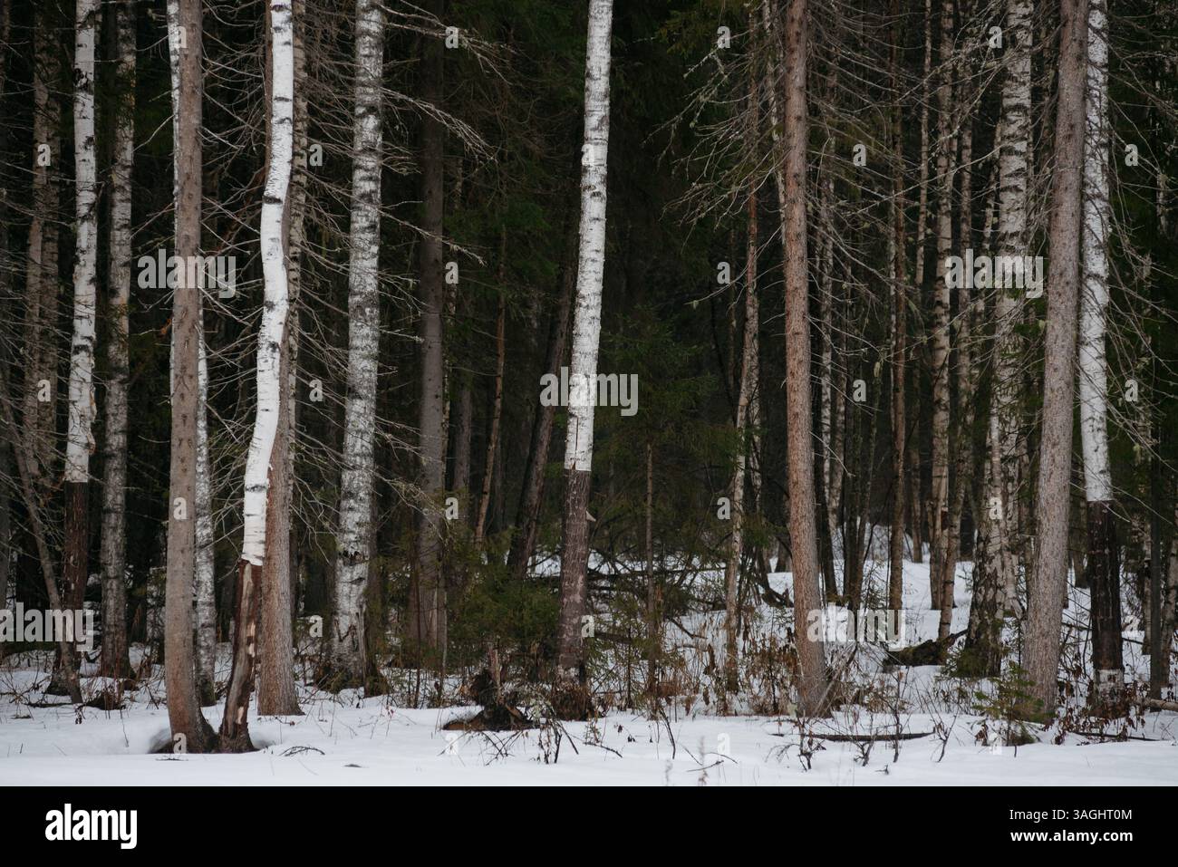 spring forest. Landscapes of taiga trees by the lake Stock Photo - Alamy