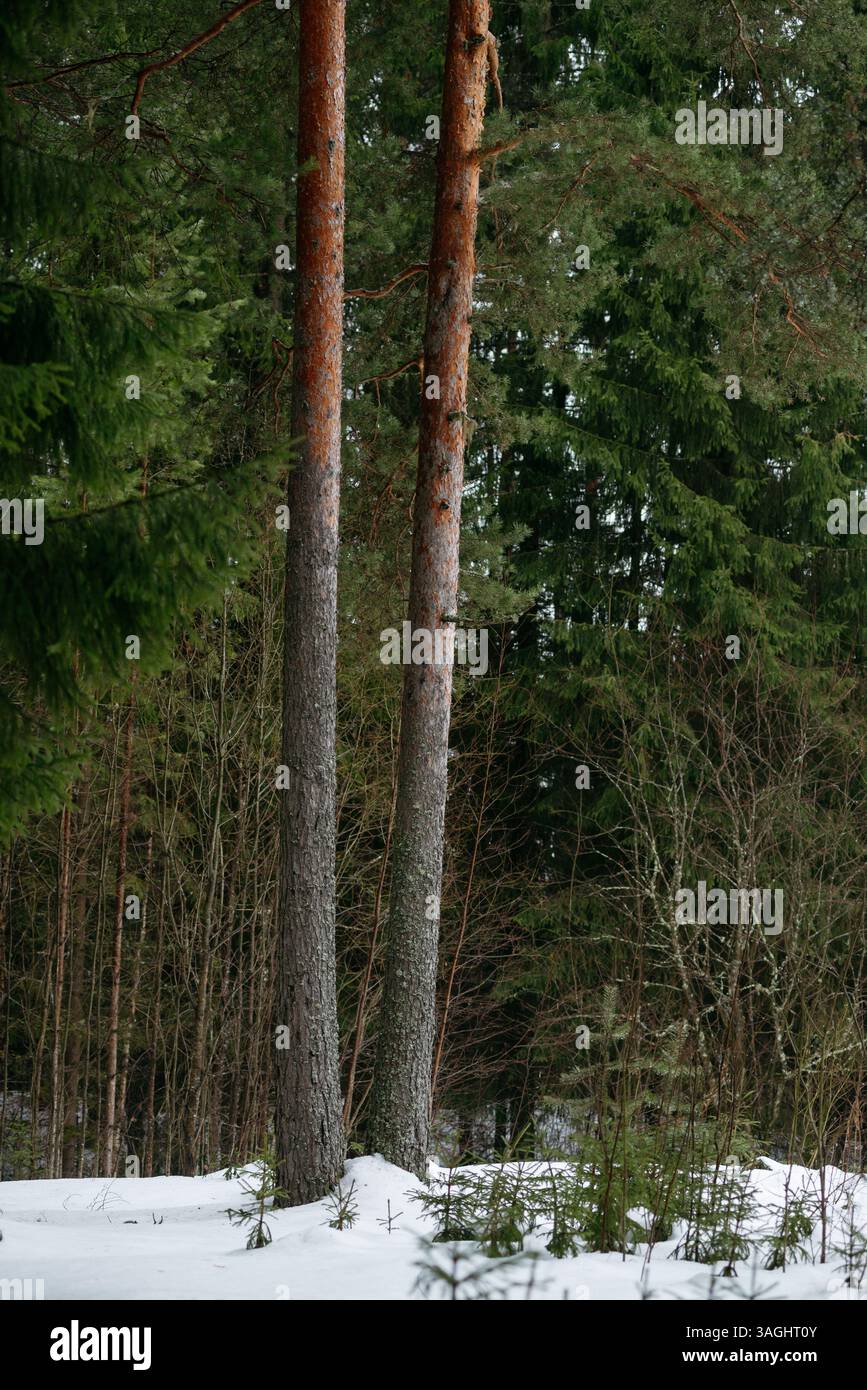spring forest. Landscapes of taiga trees by the lake Stock Photo - Alamy