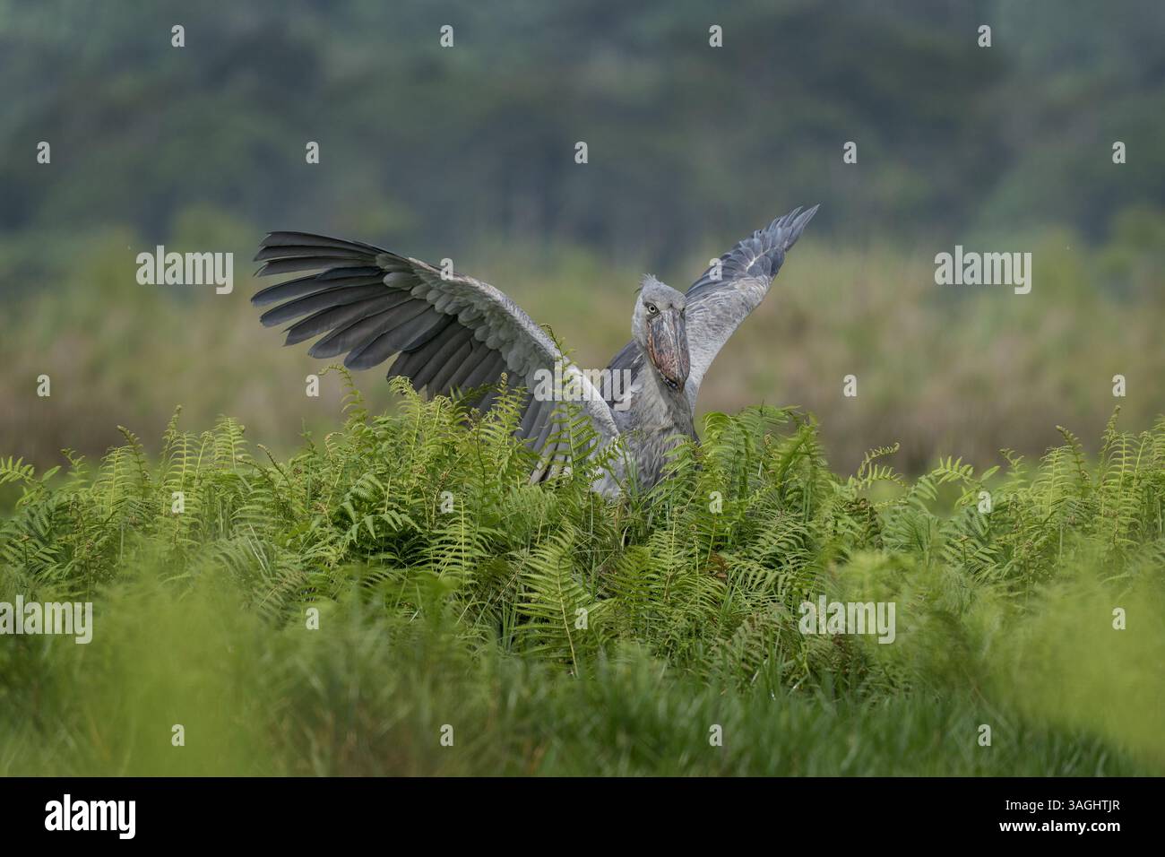 Shoebill is looking for food on the river bank. Shoebill stork in the ...