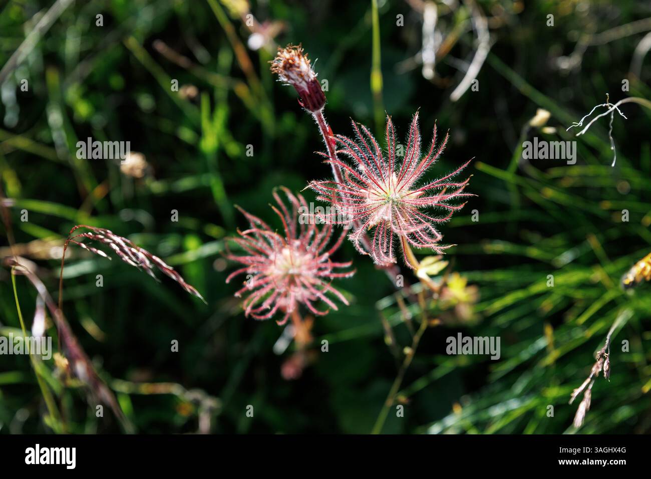 Scenic Idyllic view Alpine avens wild flowers shimmer backlit sunlight ...