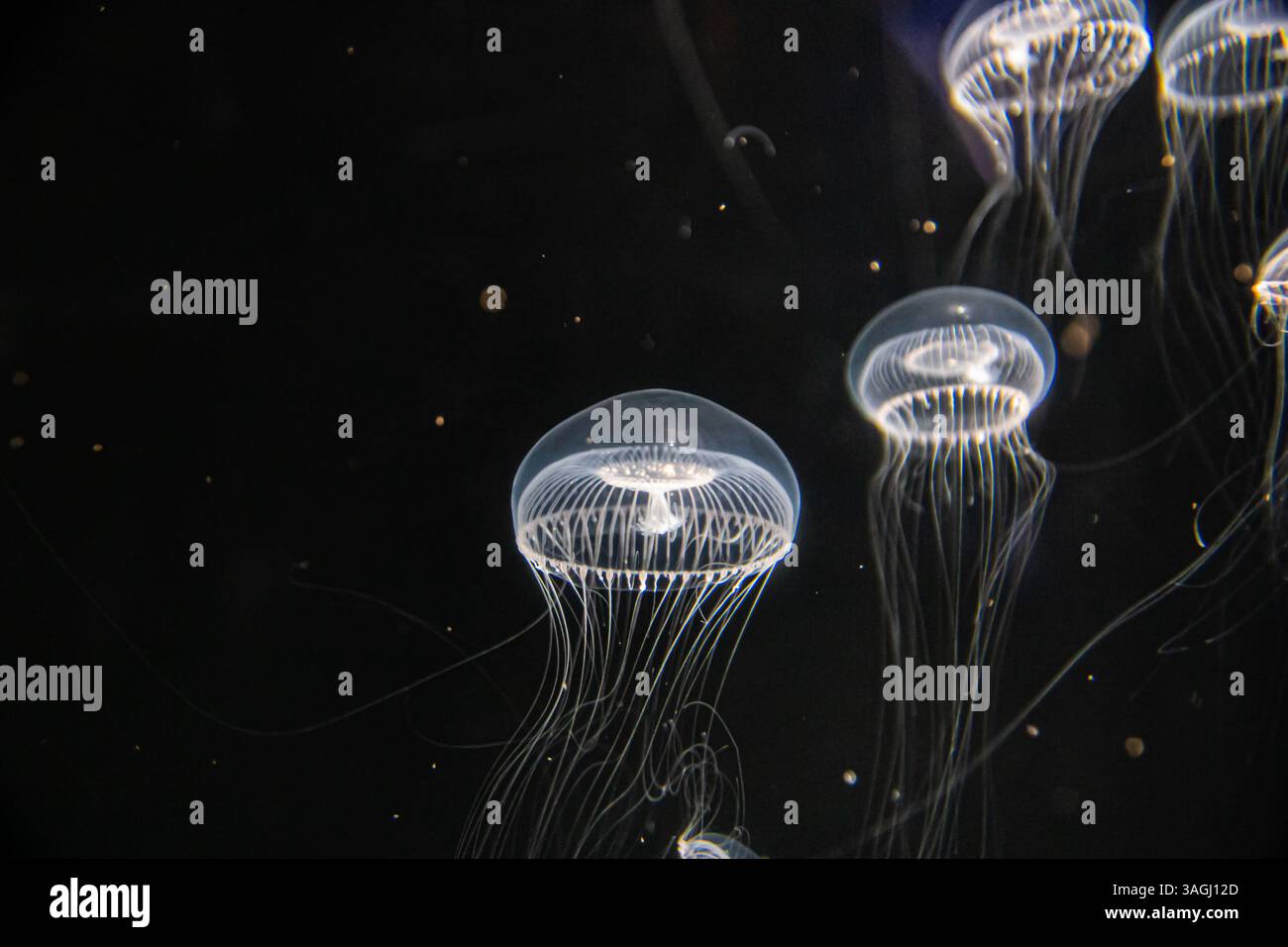 A group of jellyfish with long stinging tentacles on a black background ...