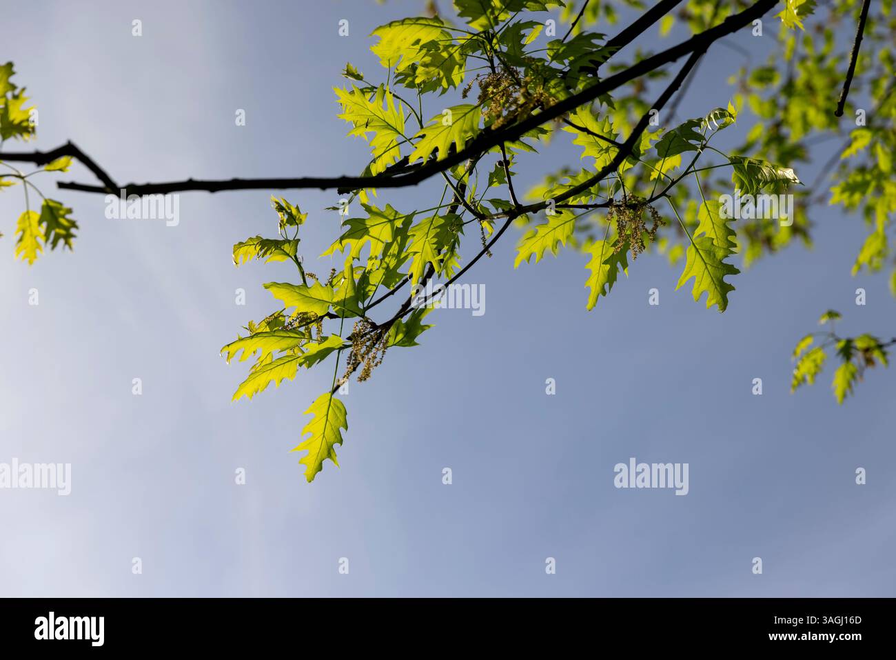 green new oak foliage in sunny weather, oak tree with new foliage that ...