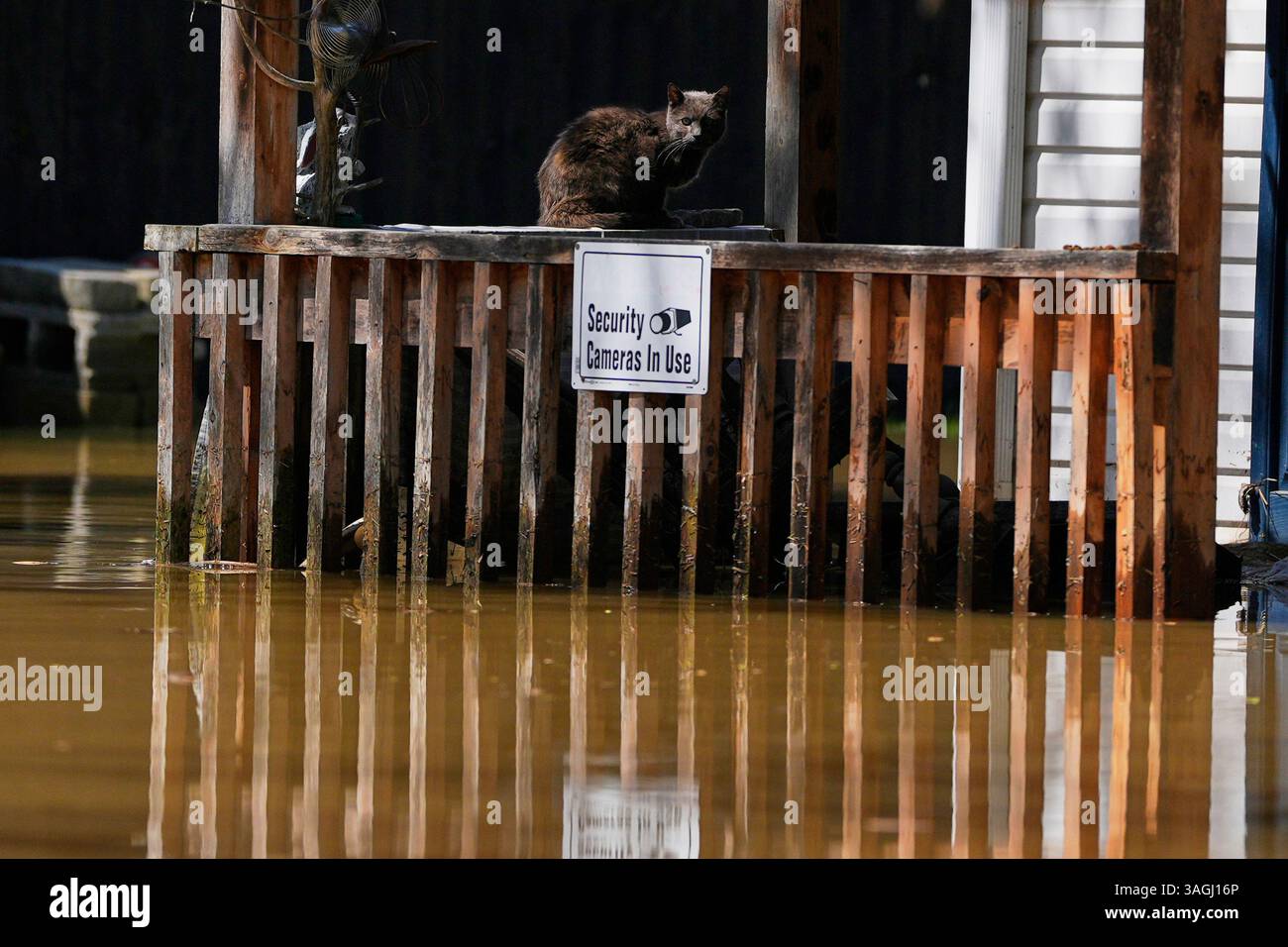 A stranded cat looks out from a porch railing surrounded by Kentucky ...
