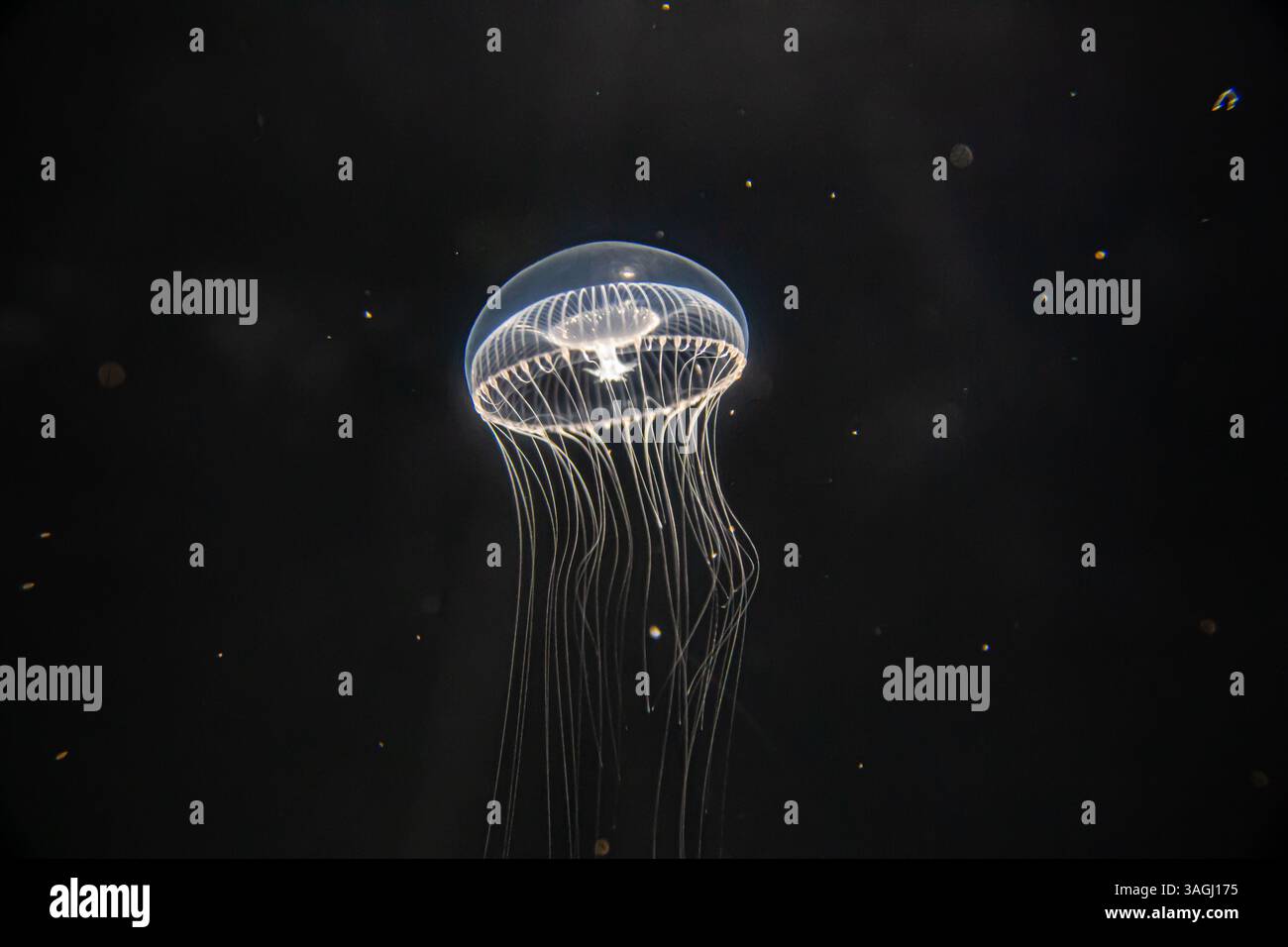 A lone jellyfish with long tentacles on a black background Stock Photo ...
