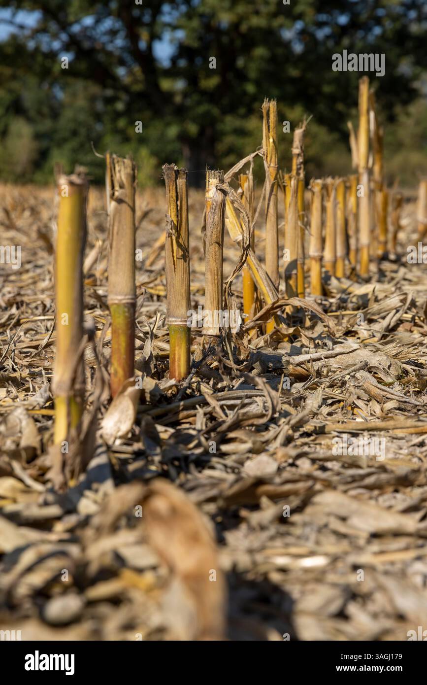 dry stubble left after the corn harvest in the autumn season, tall ...