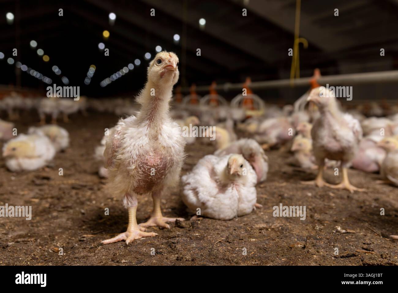 chickens during the process of changing plumage , a poultry farm where ...