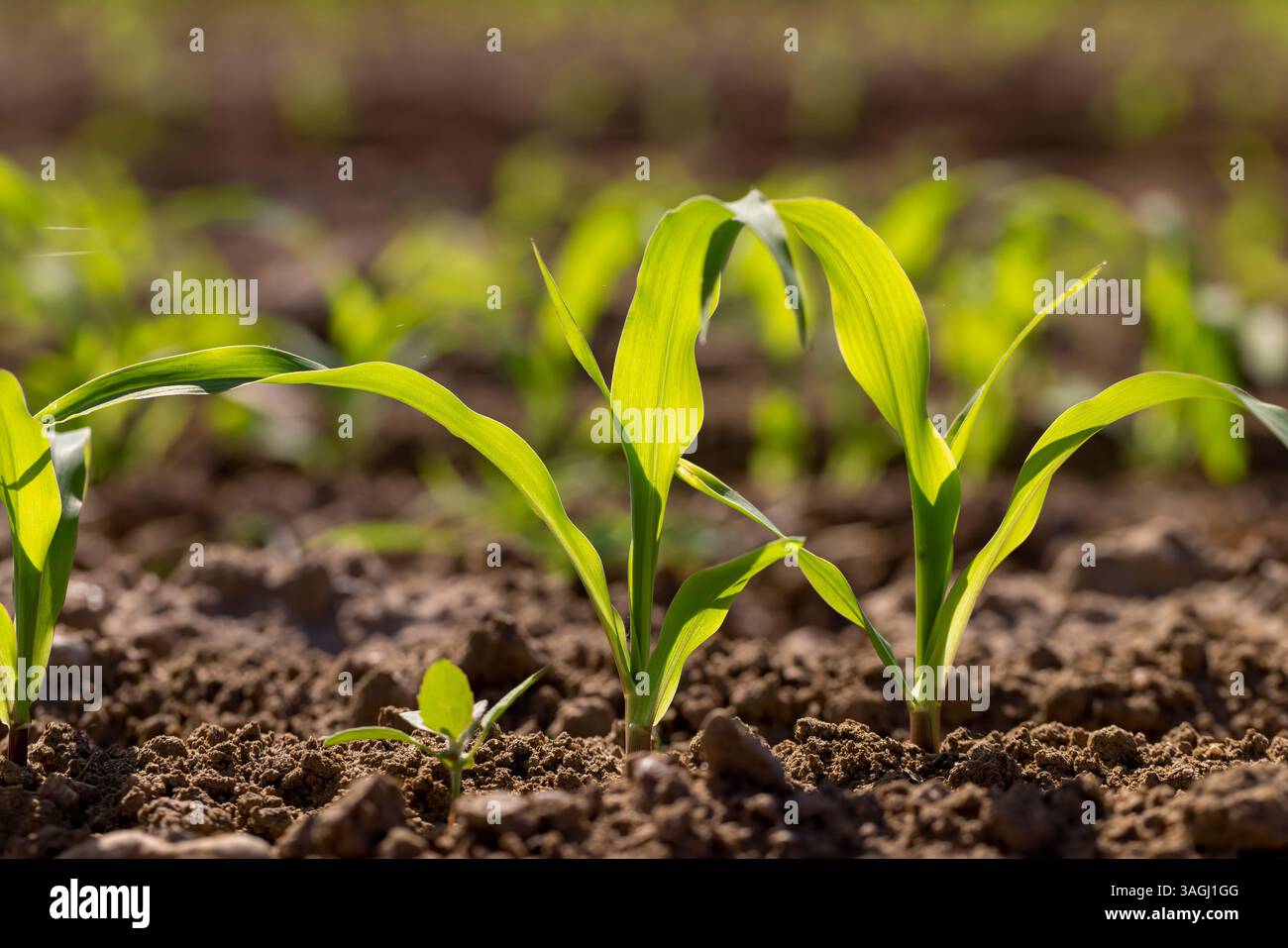a monocultural field with fresh corn sprouts in fertile soil with ...
