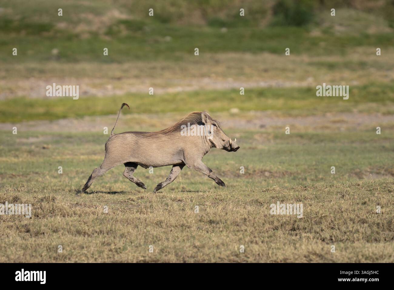 Wart hog running on the Serengeti plains in Tanzania, Africa Stock ...