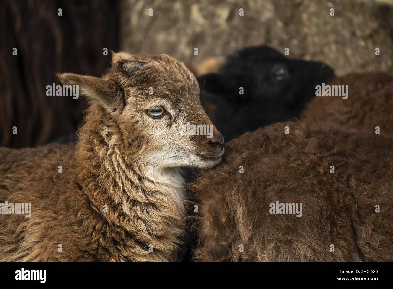 Brown lamb, portrait. Ram, base of horns. Ouessant sheep mix. Grazing ...