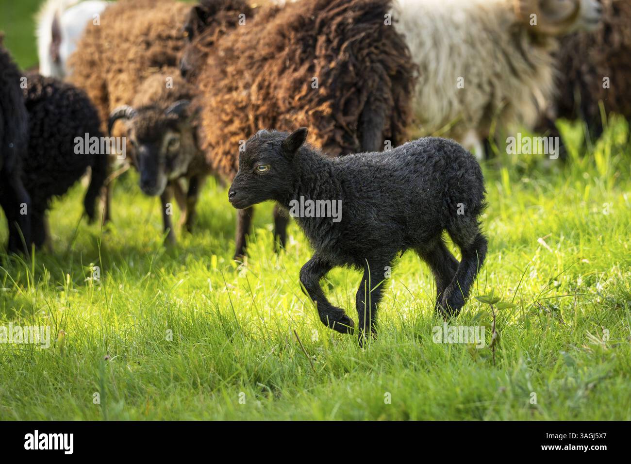 Black lamb running in the meadow, behind it other sheep. Ouessant sheep ...