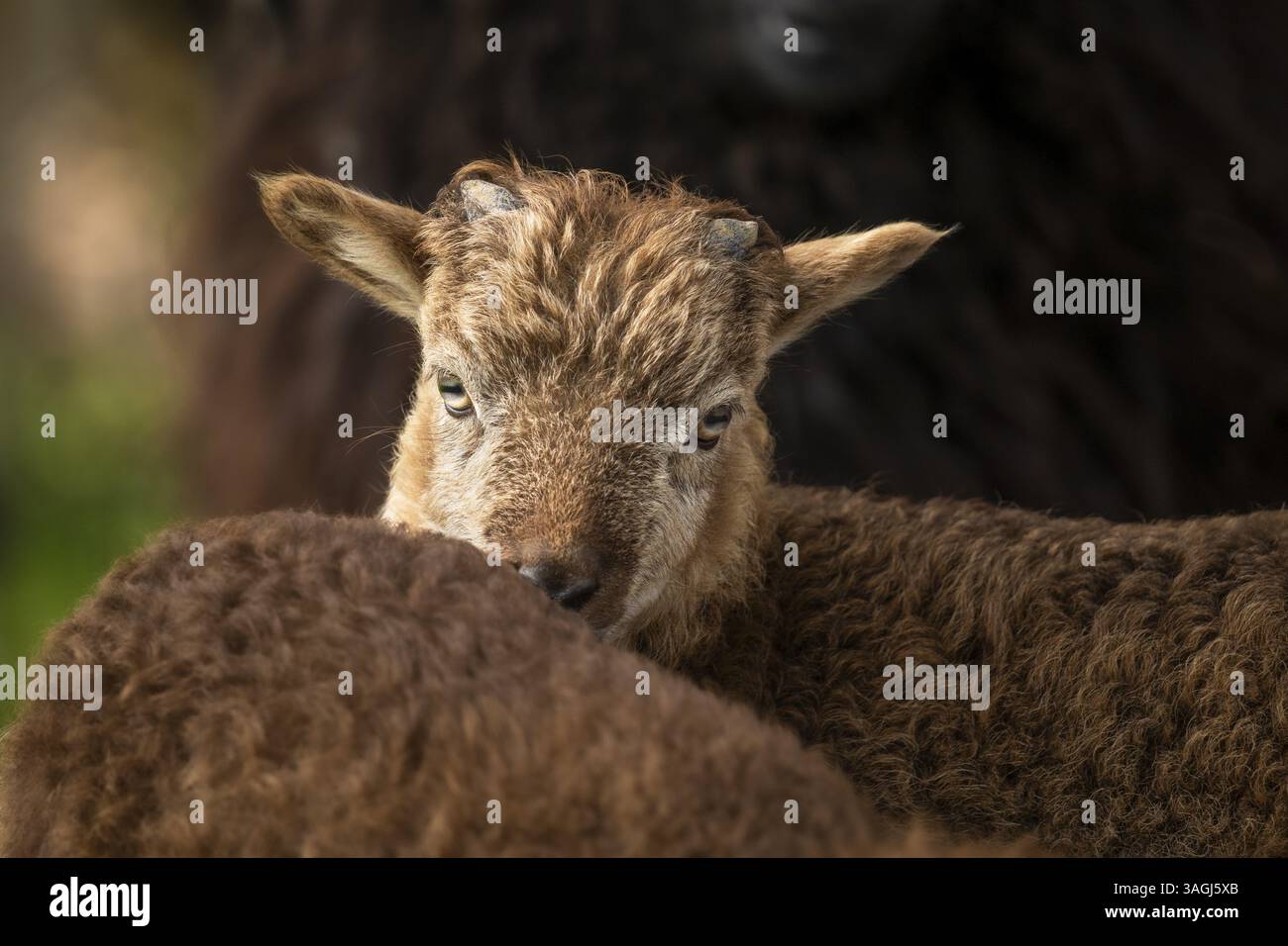 Brown lamb, portrait. Ram, base of horns. Ouessant sheep mix. Grazing ...