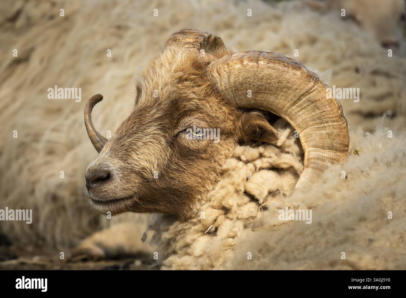 Sheep ram with horns, portrait, Ouessant sheep (Breton dwarf sheep ...