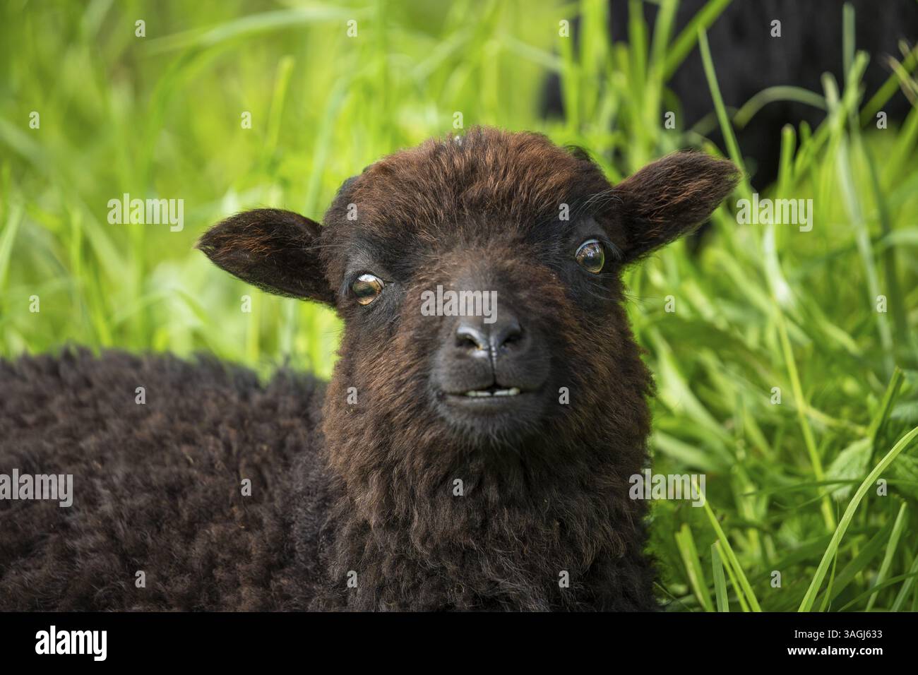 Portrait of a black sheep. Ouessant sheep (Breton dwarf sheep) . The ...
