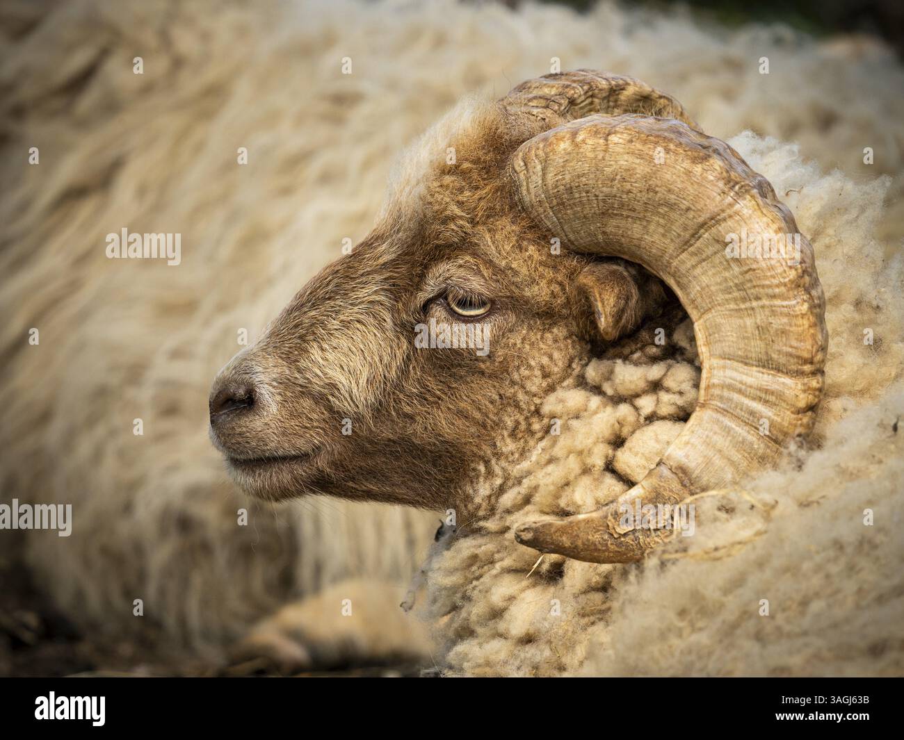 Sheep ram with horns, portrait, Ouessant sheep (Breton dwarf sheep ...