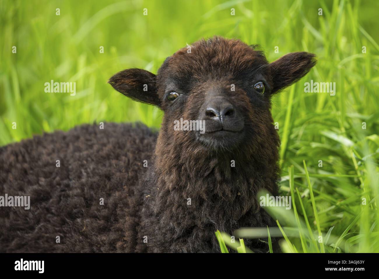 Sheep looks camera in hi-res stock photography and images - Alamy