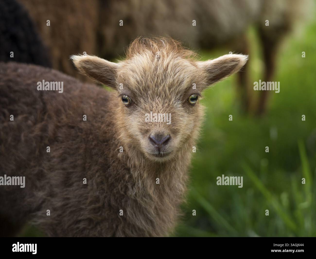 Brown lamb, portrait, Ouessant sheep (Breton dwarf sheep), grazing ...