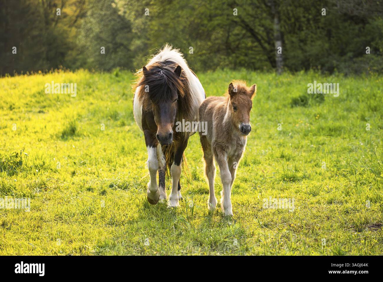 Icelandic horses in a pasture. Mare with foal. Pinto. Evening, golden ...