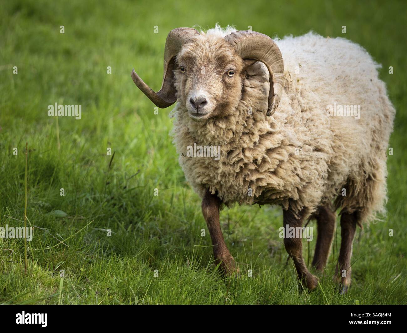 Ram with horns, running across a meadow, Ouessant sheep (Breton dwarf ...