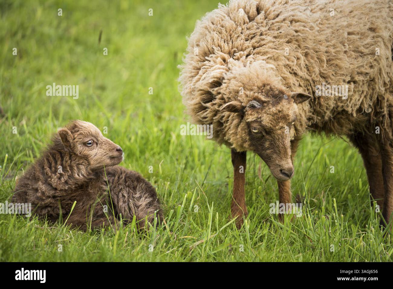 Little lamb, brown, lying in the grass, looking at its mother, Ouessant ...