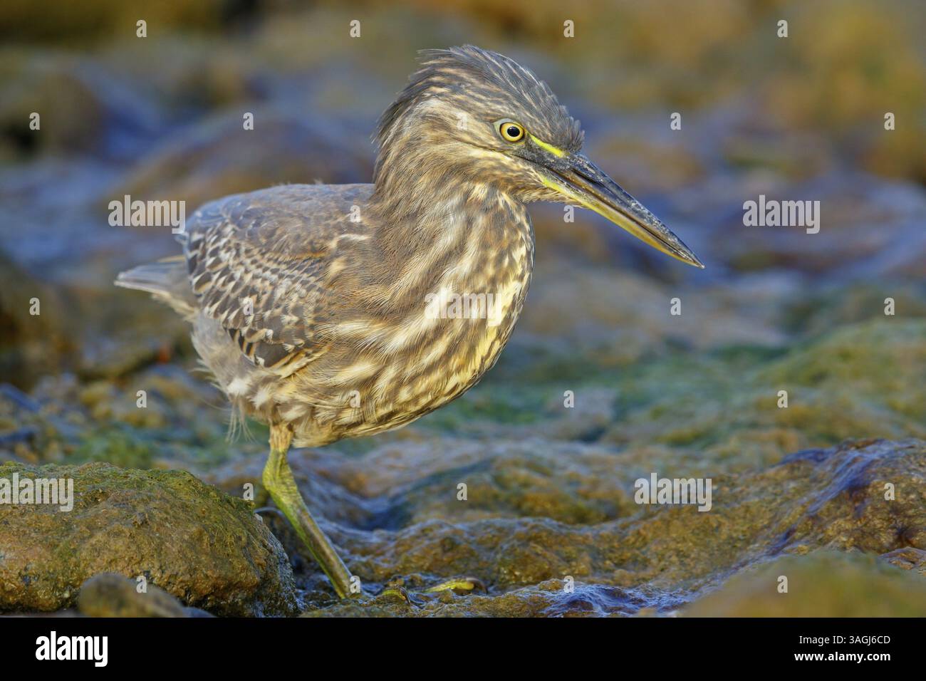 Animals, birds, heron, mangrove heron, (Butorides striatus), foraging ...
