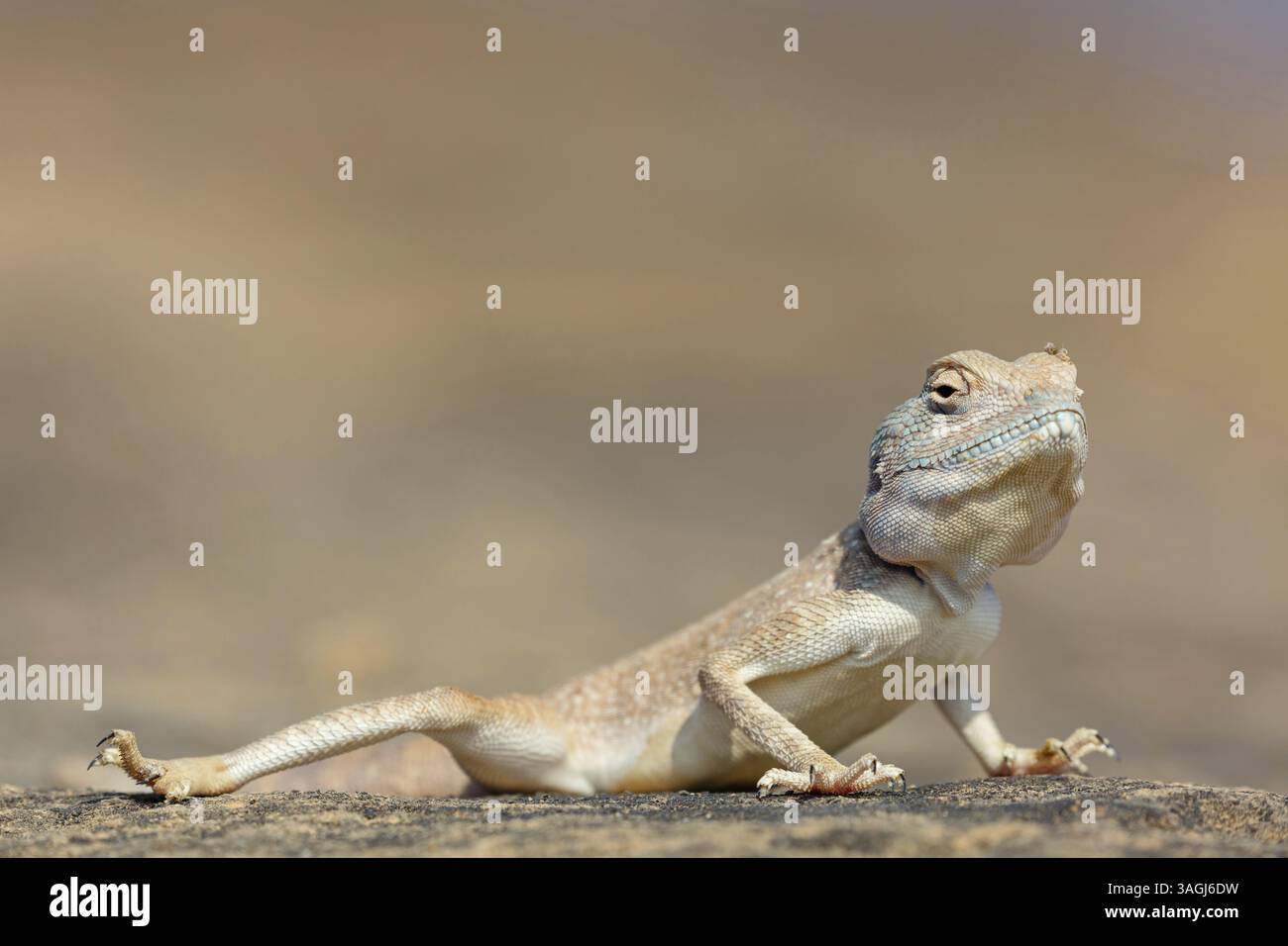 (Pseudotrapelus dhofarensis), Dhofar Desert Agama, agama, lizard ...