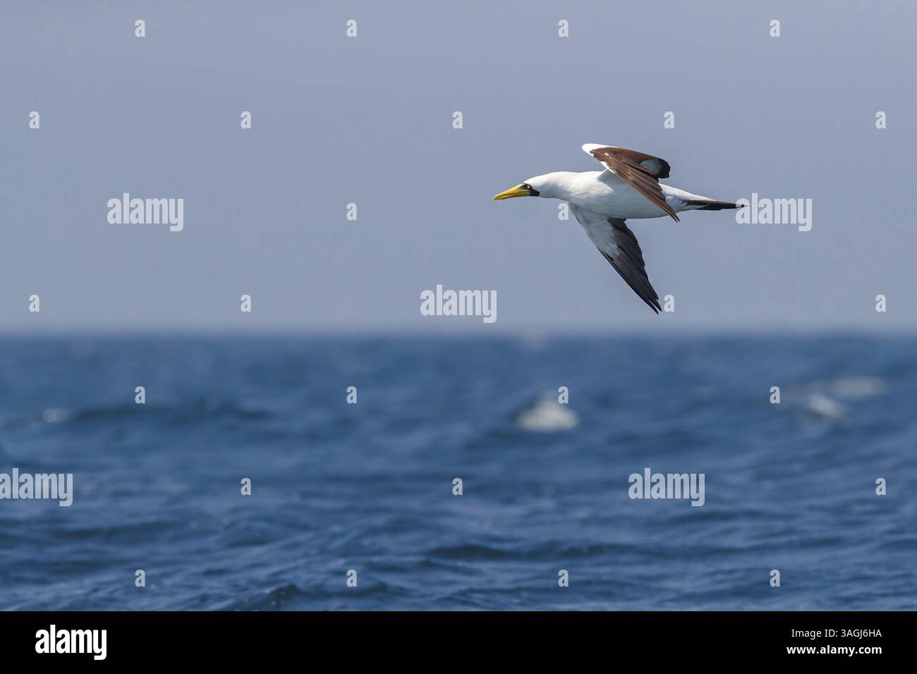 Masked booby, (Sula dactylatra), flies over the sea, flight photo ...
