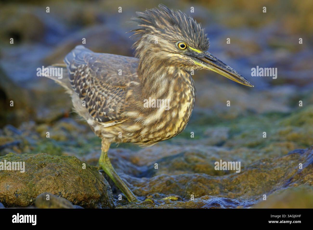 Animals, birds, heron, mangrove heron, (Butorides striatus), foraging ...