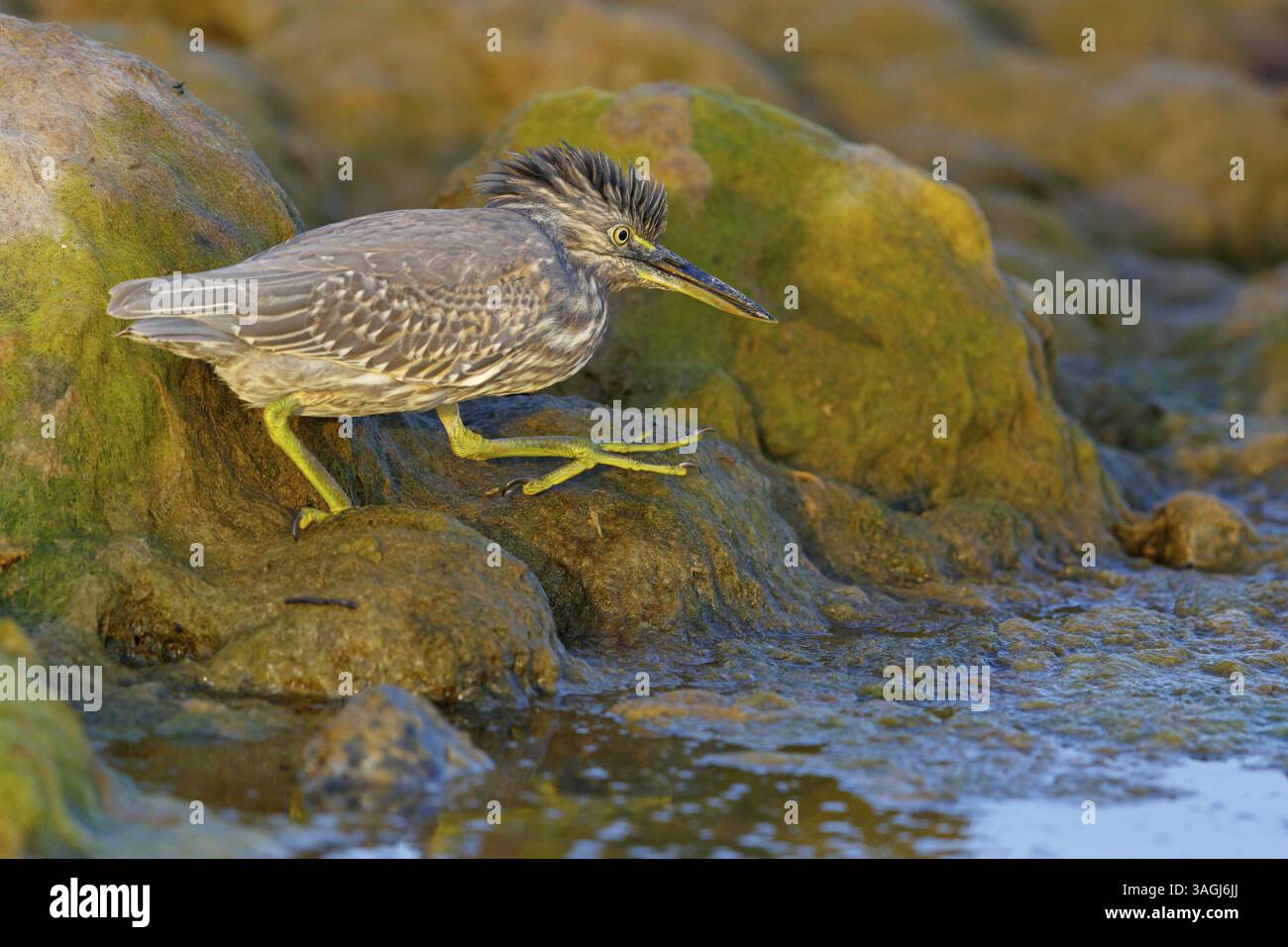 Animals, birds, heron, mangrove heron, (Butorides striatus), foraging ...