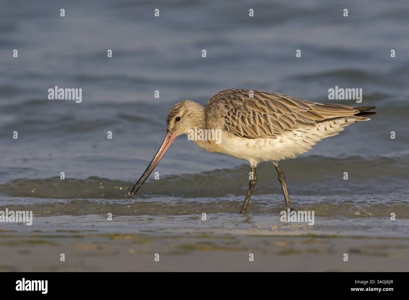 Bar-tailed godwit, (Limosa lapponica), foraging, waters, biotope ...