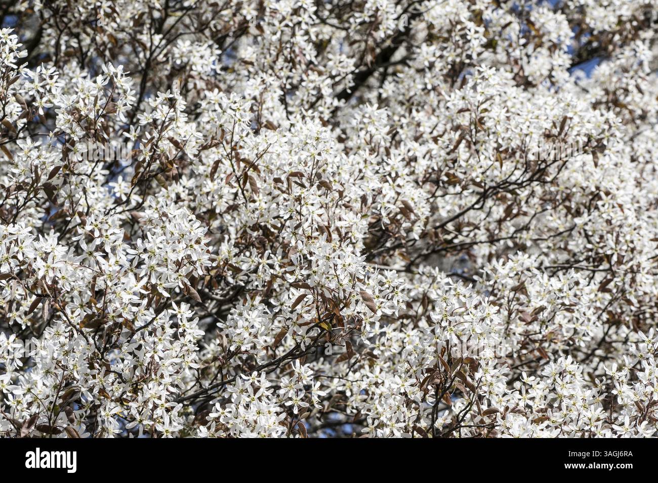 Copper rock pear (Amelanchier lamarckii), Emsland, Lower Saxony ...